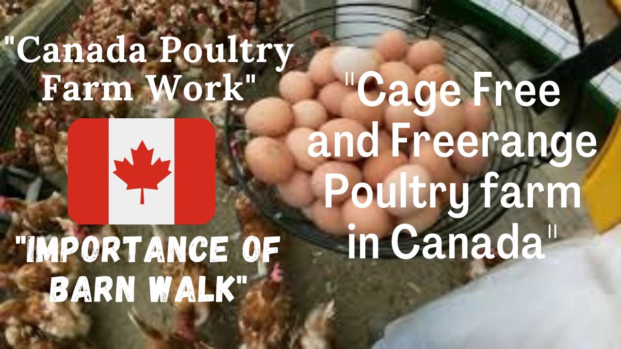 Canada Poultry Farm work': Importance of Barn walk: cage free and free ...