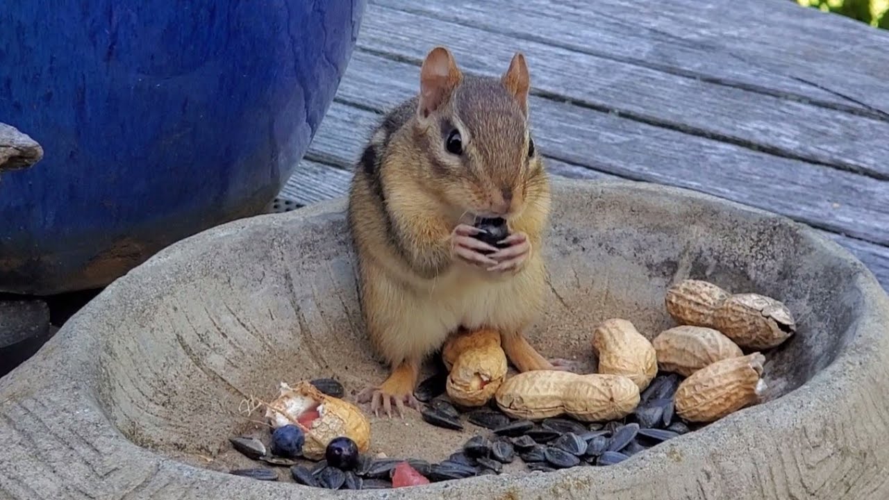 Chipmunk found seeds - YouTube