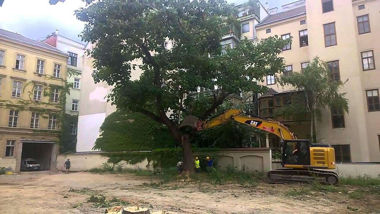 DIE BIG SCHANDE - brutale Rodung einer 100jährigen Esche - WIEN ARGENTO ...