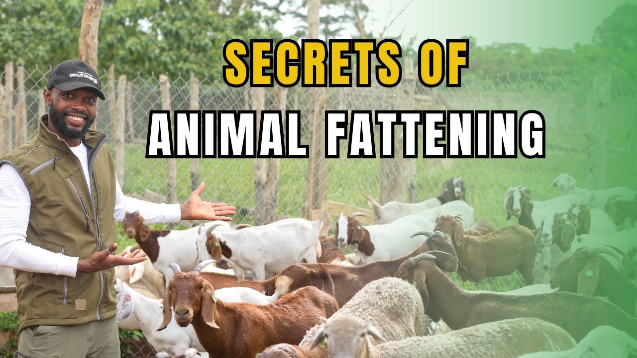 HOW TO FATTEN YOUR GOATS, SHEEP, CATTLE, PIGS IN THE DRY SEASON USING ...