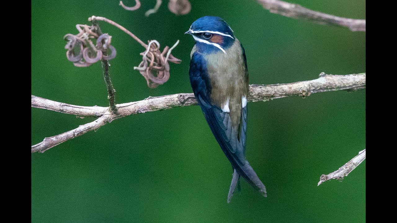 Whiskered Treeswift Nest building Kenyir, Terengganu - YouTube