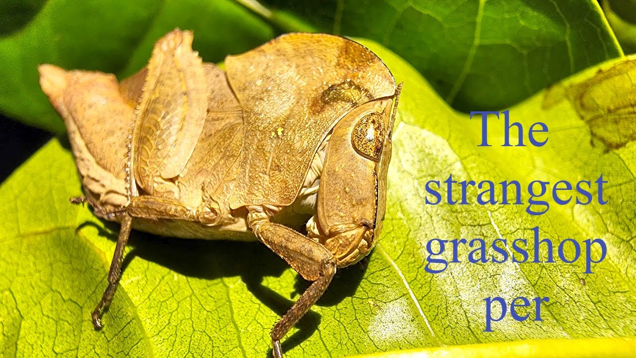 I just found the strangest grasshopper in the forest - YouTube