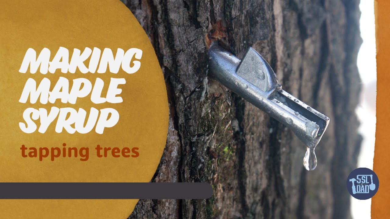 Tapping Trees: Setting up Our Collection System - YouTube