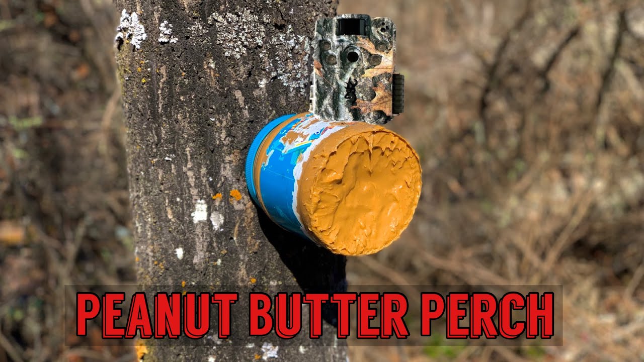 Leaving a JAR OF PEANUT BUTTER on a tree in the Woods. Heres what ...