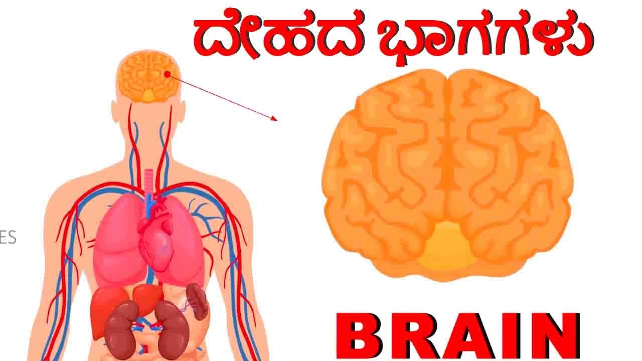 Learn Human Body Parts In English And Kannada Human Body Parts learn-human-body-parts-in-english-and-kannada-human-body-parts