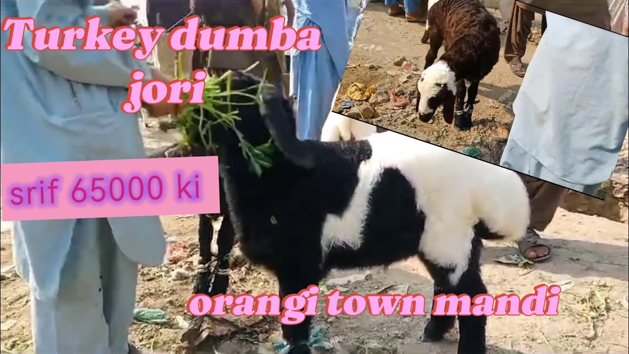 Turkey dumba | orangi town sheep mandi | orangi mandi | Turkey dumba ...