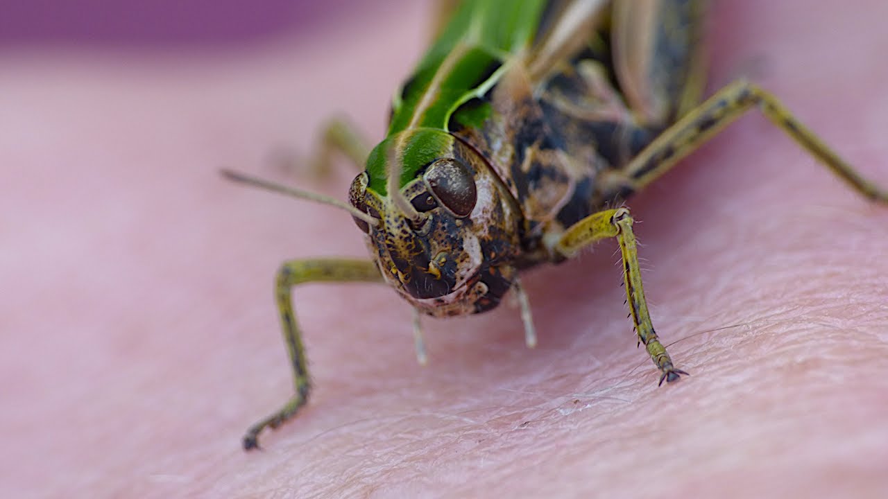 Cricket - Macro Video / Photography - Panasonic + Raynox - Macro Shots ...