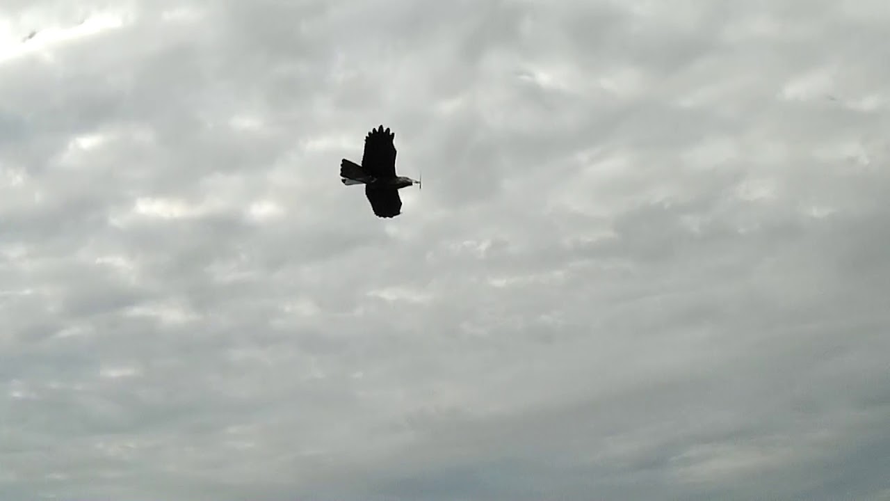 RC Eagle on a quiet Thanksgiving day - YouTube