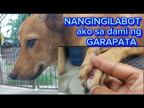 HUNDREDS OF GARAPATA FOUND IN MY SISTERS DOG - YouTube