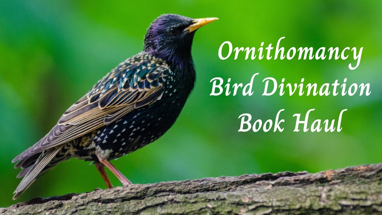 Ornithomancy Book Haul, March 2022, Ornithomancy Bird Divination Series - YouTube