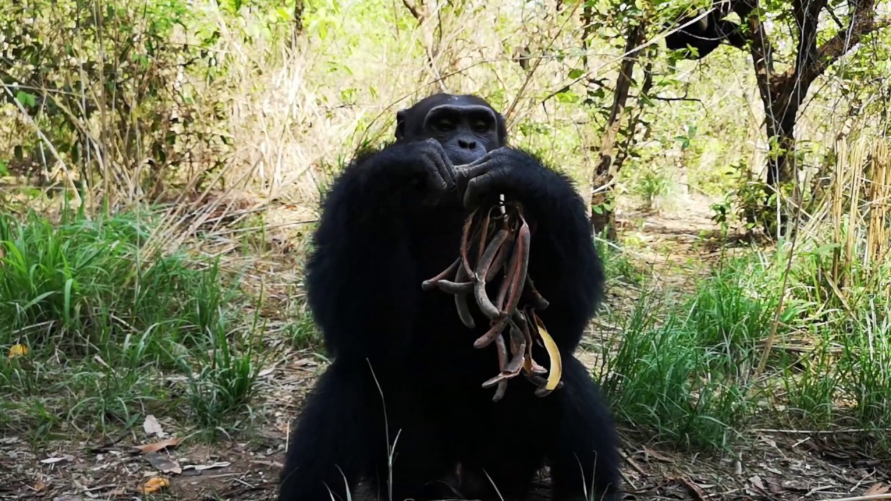Teenage chimps at sanctuary - YouTube