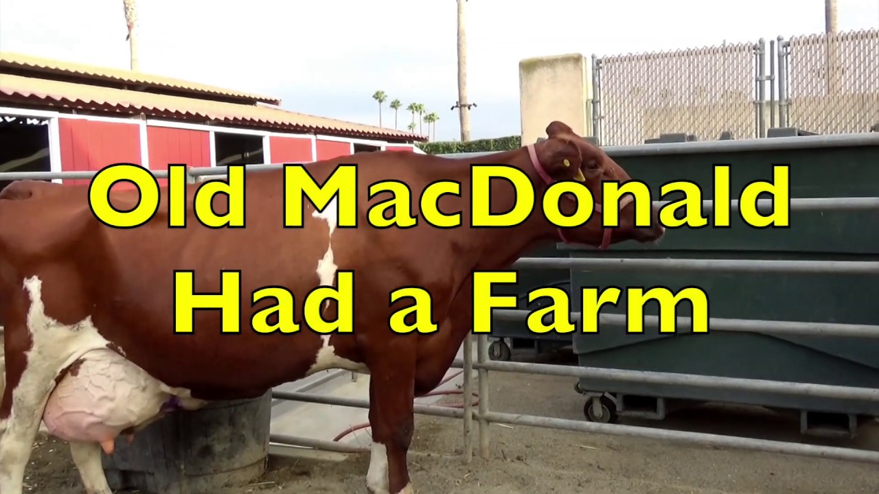 OLD MACDONALD HAD A FARM SONG with real animals (authentic sounds) A ...