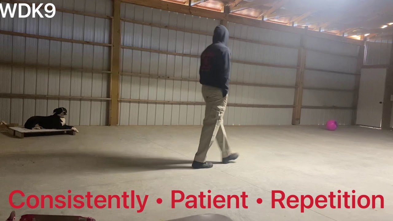 Dog Training at Watchdog K9 - YouTube