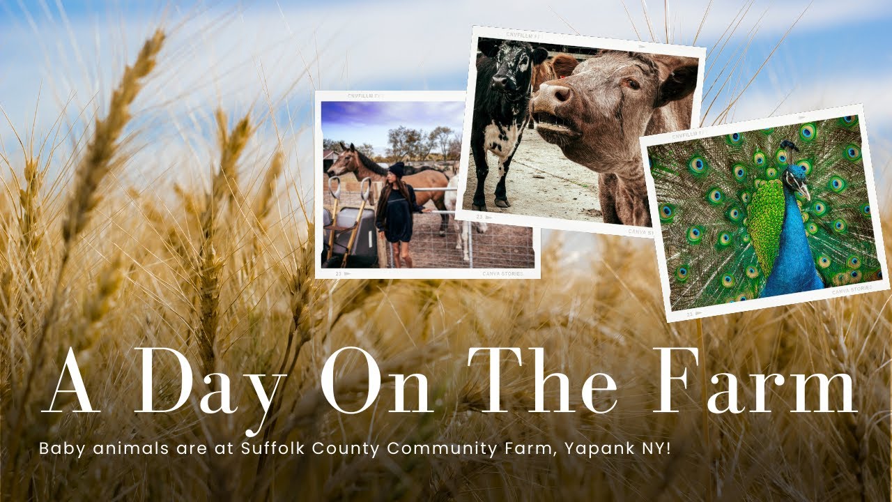 Visit Baby Animals At This Local Farm YouTube visit-baby-animals-at-this-local-farm-youtube