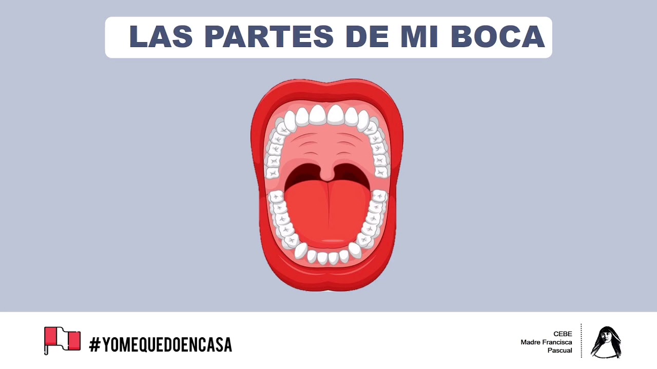 Las partes de mi boca 👄 - YouTube