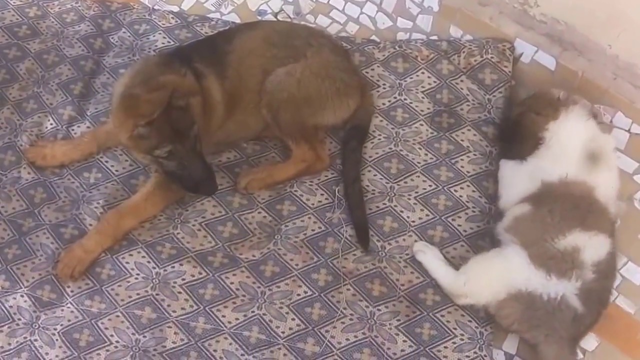 German shepherd attack on Saint bernard - YouTube
