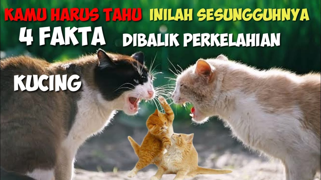 4 Fakta Di Balik Perkelahian Kucing | Kucing Berantem - YouTube