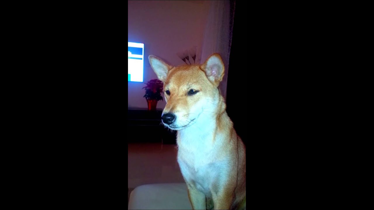 Hello Shima - Talking dog - Talking Shiba Inu - YouTube