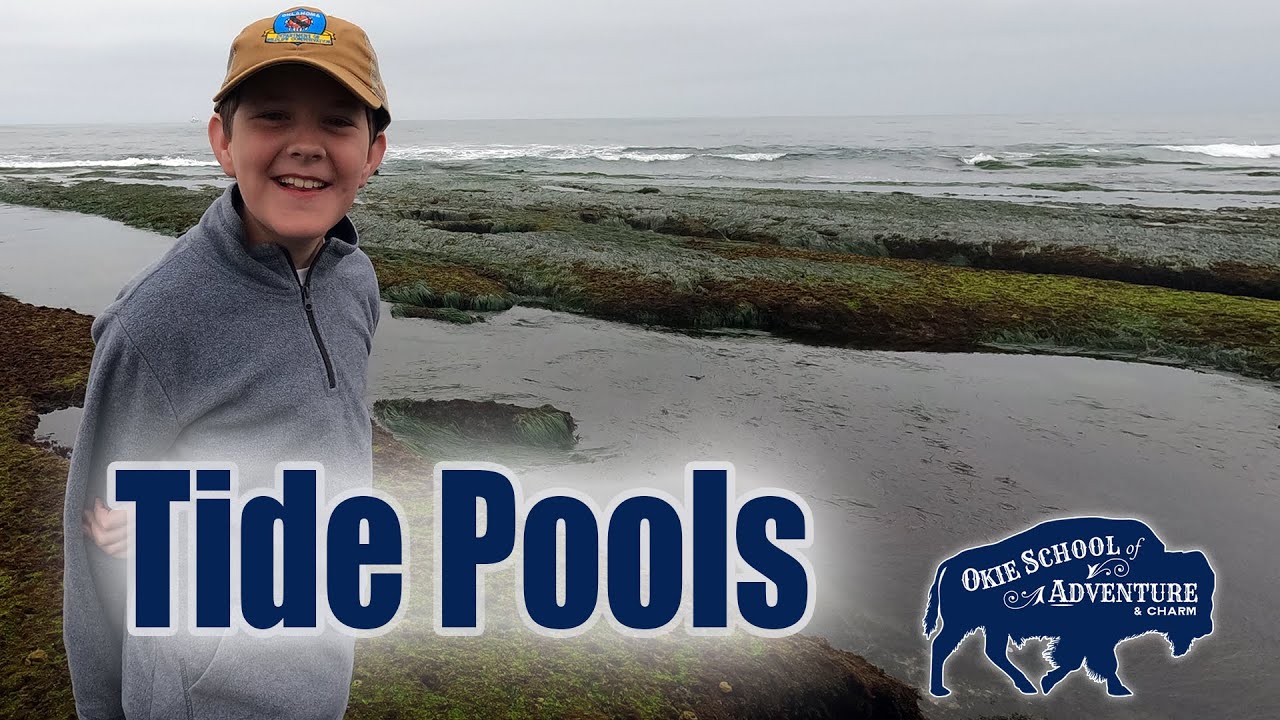 The Hidden Wonders of Tide Pools - YouTube