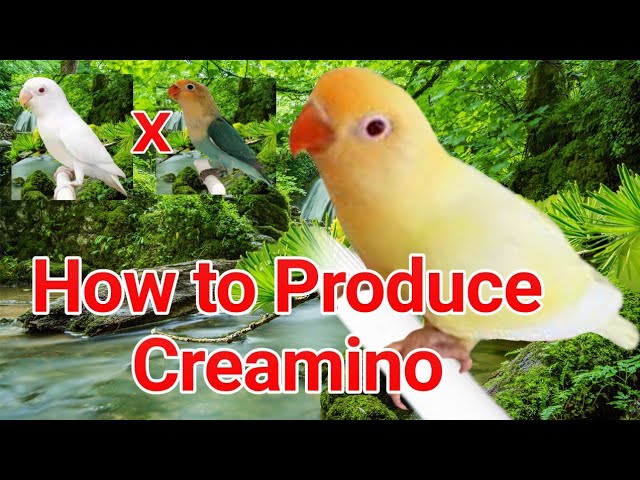 Creamino Lovebird