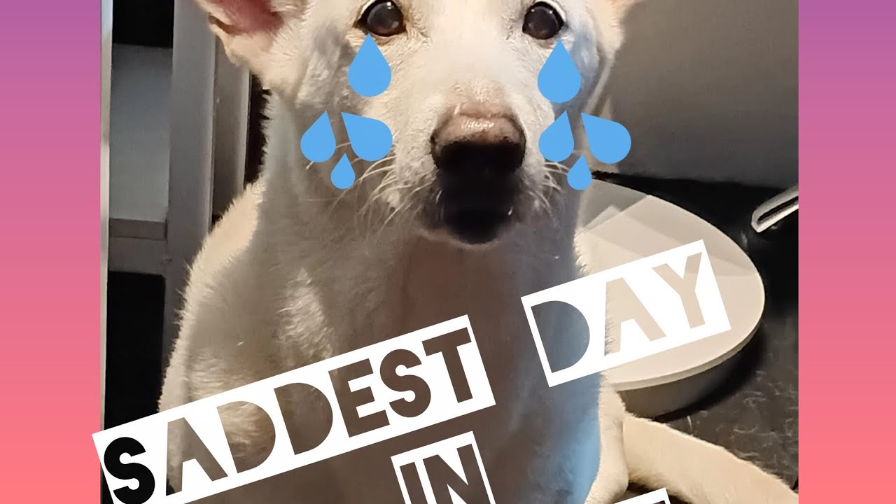 SADDEST DAY || FIFI THE DRAMA QUEEN @TULOYPOKAYO - YouTube