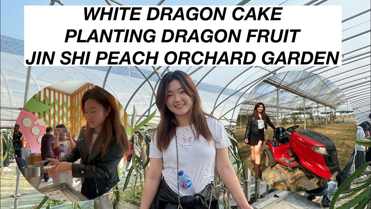 Making White Dragon Cake/白龙糕制作|Dragon Fruit Cultivation Tutorial/火龙果种植 ...