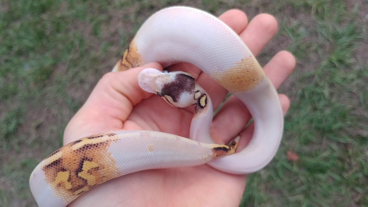 Crazy Paradox Ball python here at Olympian exotics! - YouTube