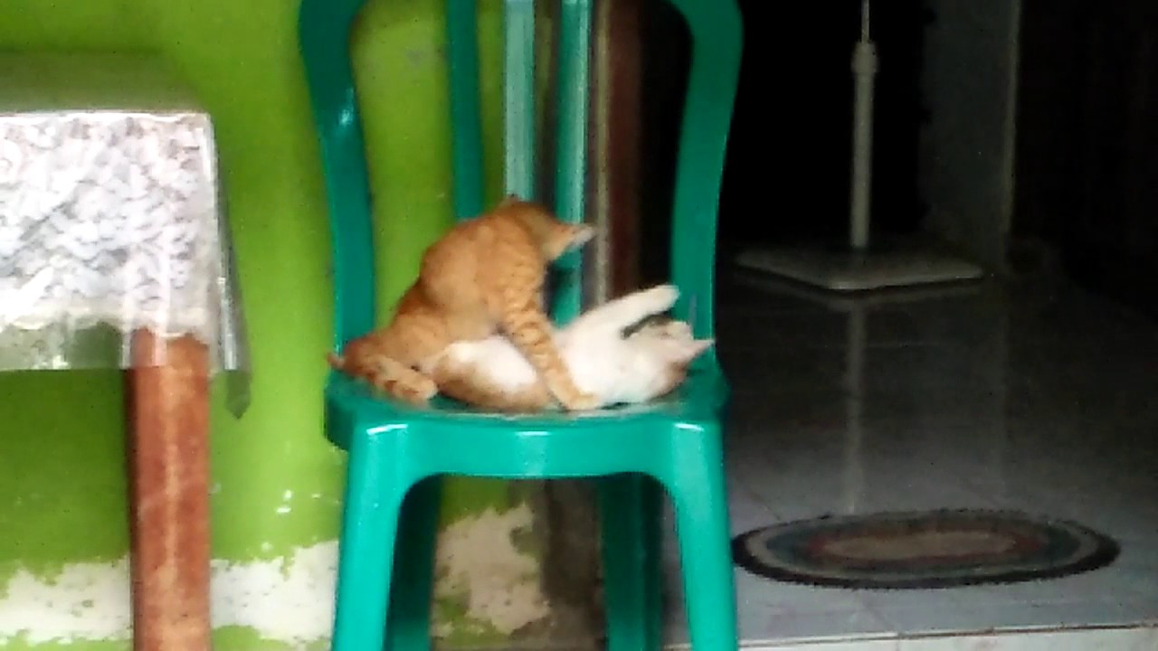 Kucing bercanda lucu - YouTube