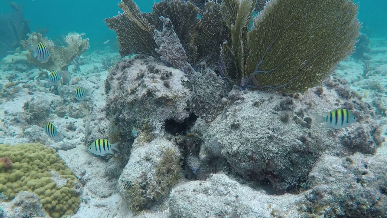 Florida Keys Coral Reefs : White Bank Dry Rocks Reef - YouTube