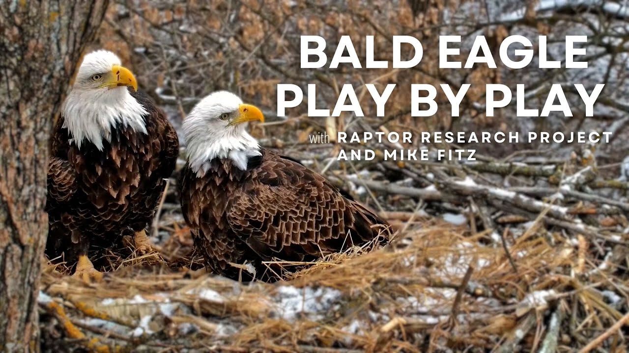 Bald Eagle Play by Play with Raptor Resource Project - YouTube