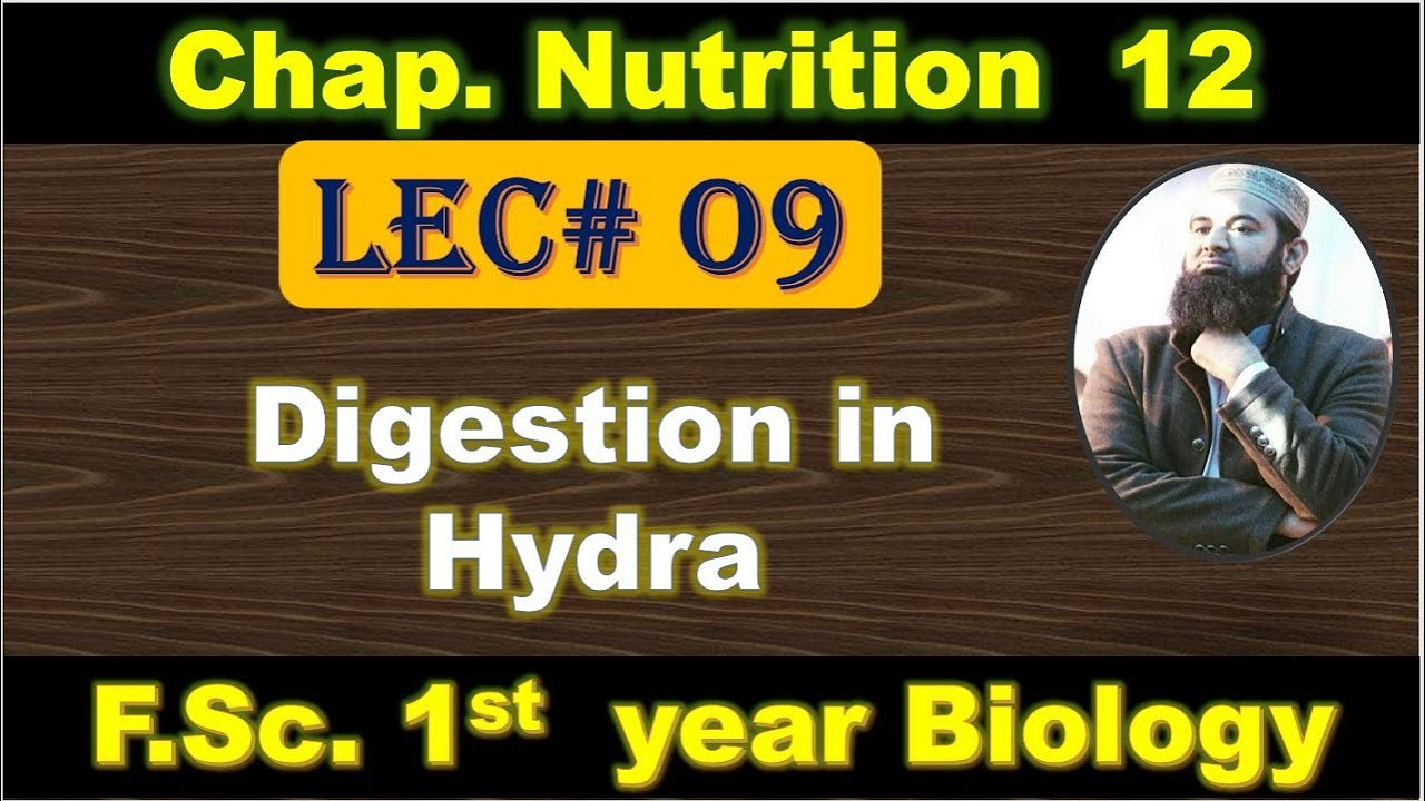 Digestion in Hydra I Chapter 12 I Nutrition I class 11 I First year I ...