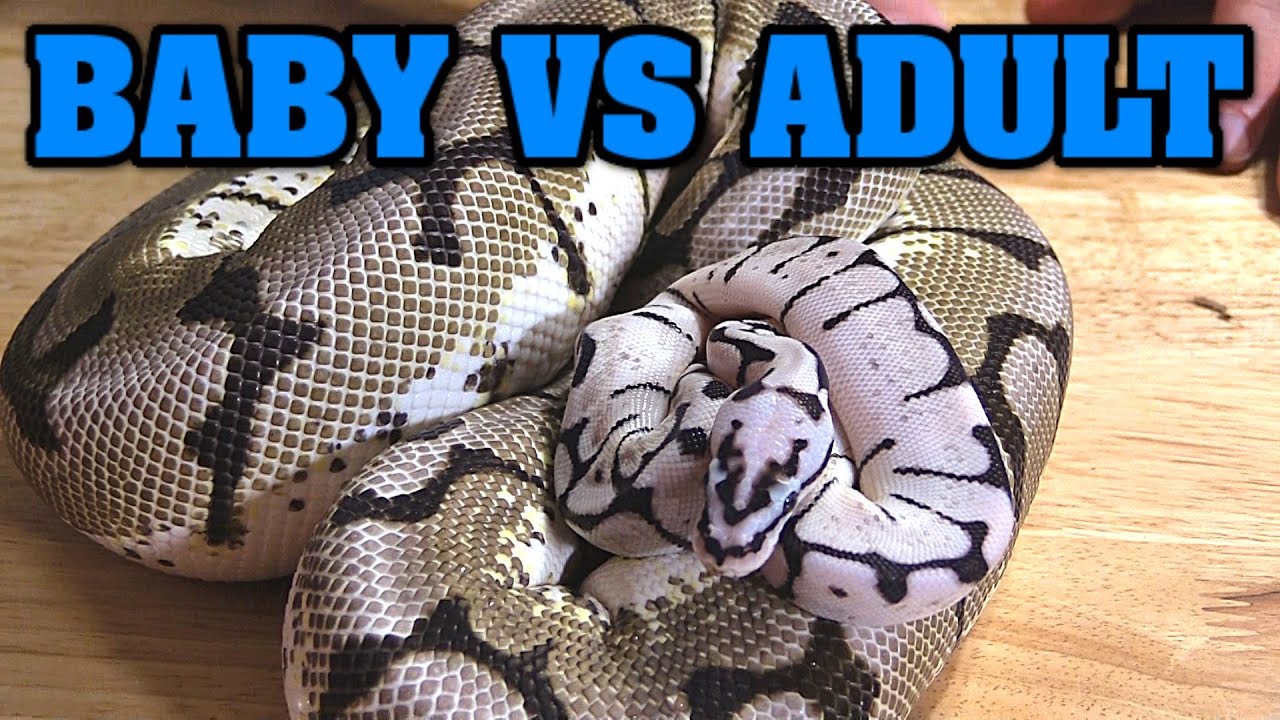 ADULT VS. BABY BALL PYTHONS!!! Looking at zebra bee and zebra bee COMBOS. Does axanthic change ...