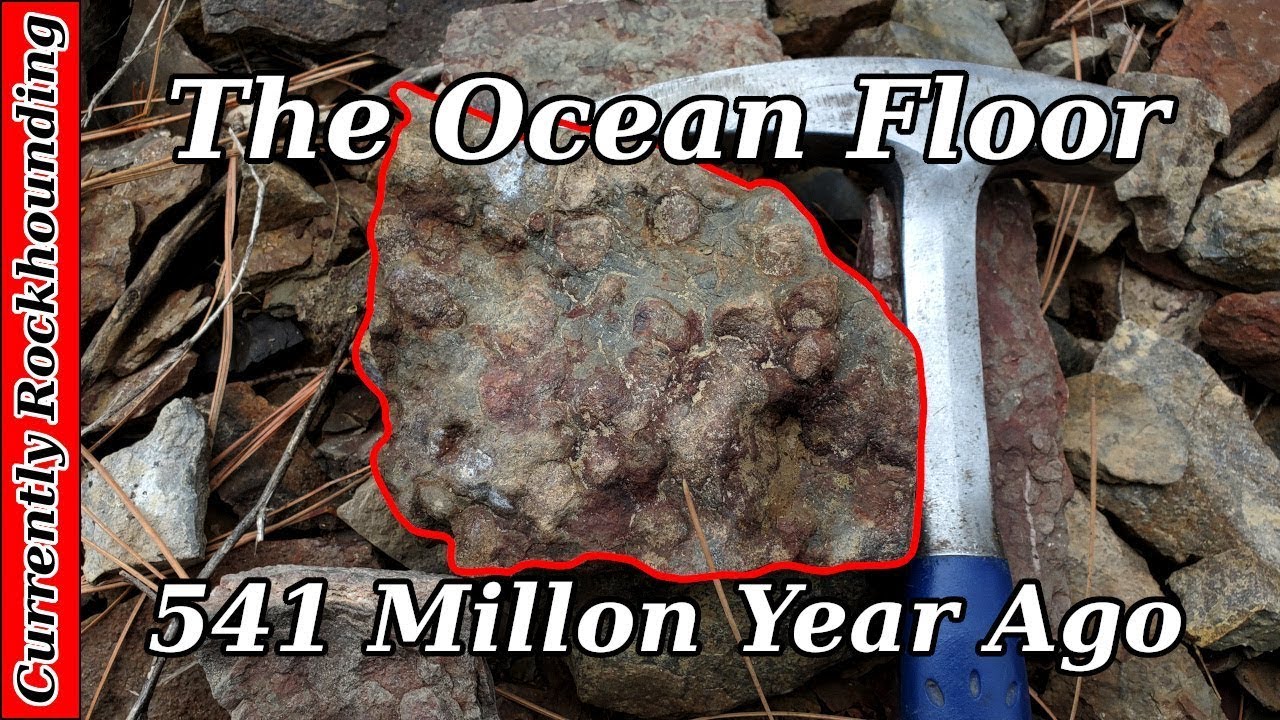 The Addy Road Cut | Lower Cambrian Pelosponges, Trilobites ...