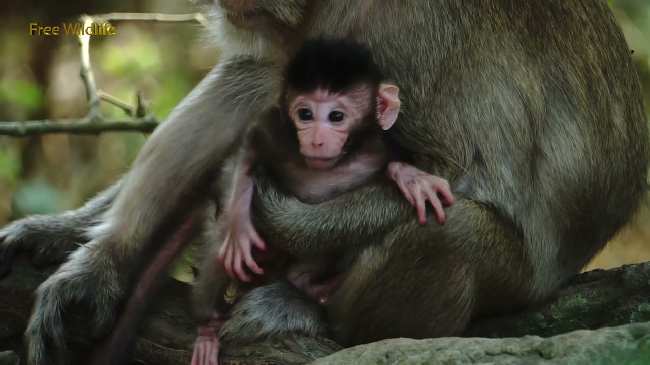 The 3-day-old baby monkey is very cute. - YouTube