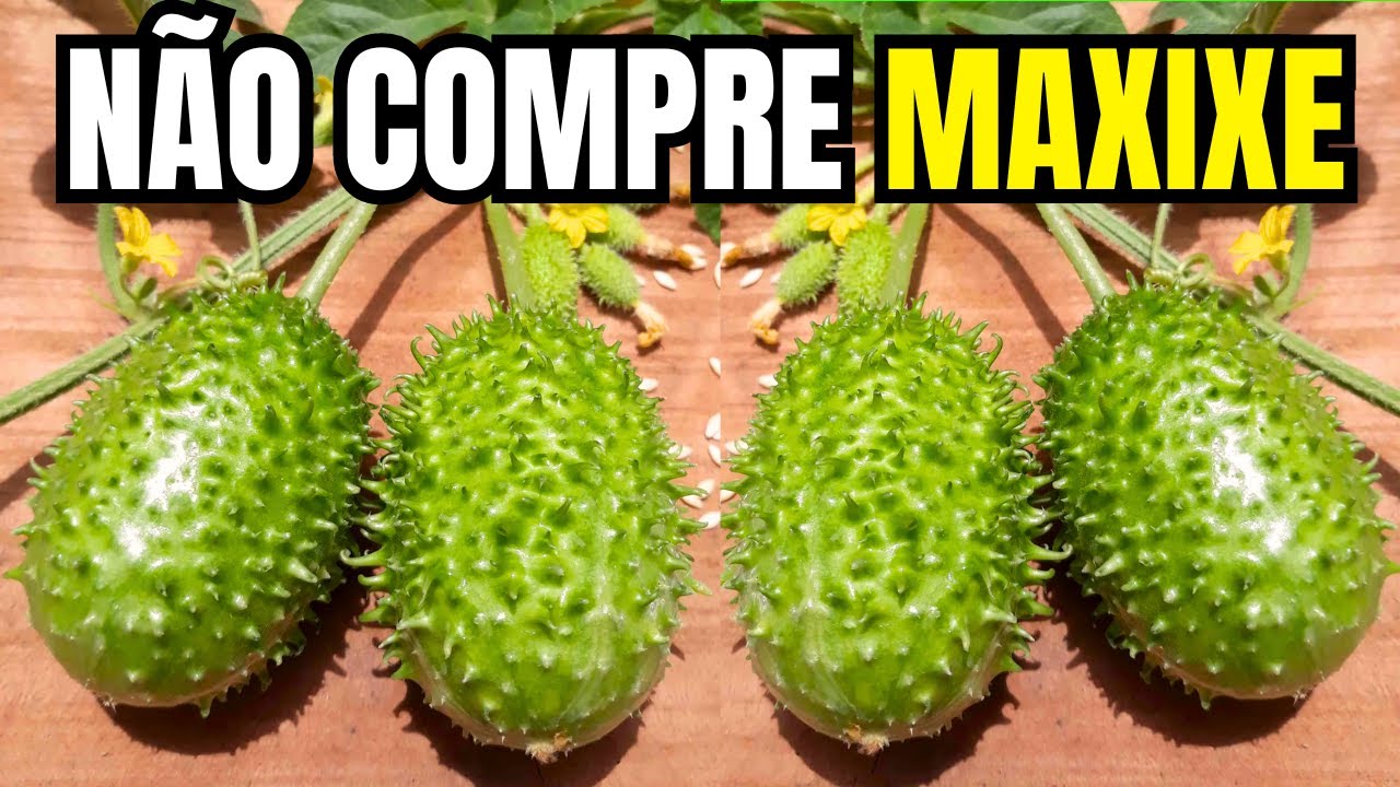 Como plantar maxixe do jeito certo - Melhor forma de plantar maxixe ...