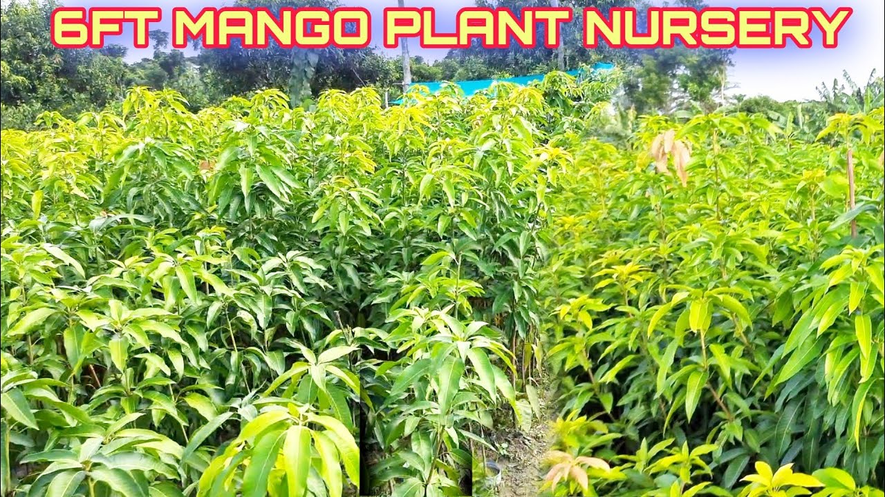 Mango Plant Nursery Visit/ Thai Verity Mango Plant - YouTube
