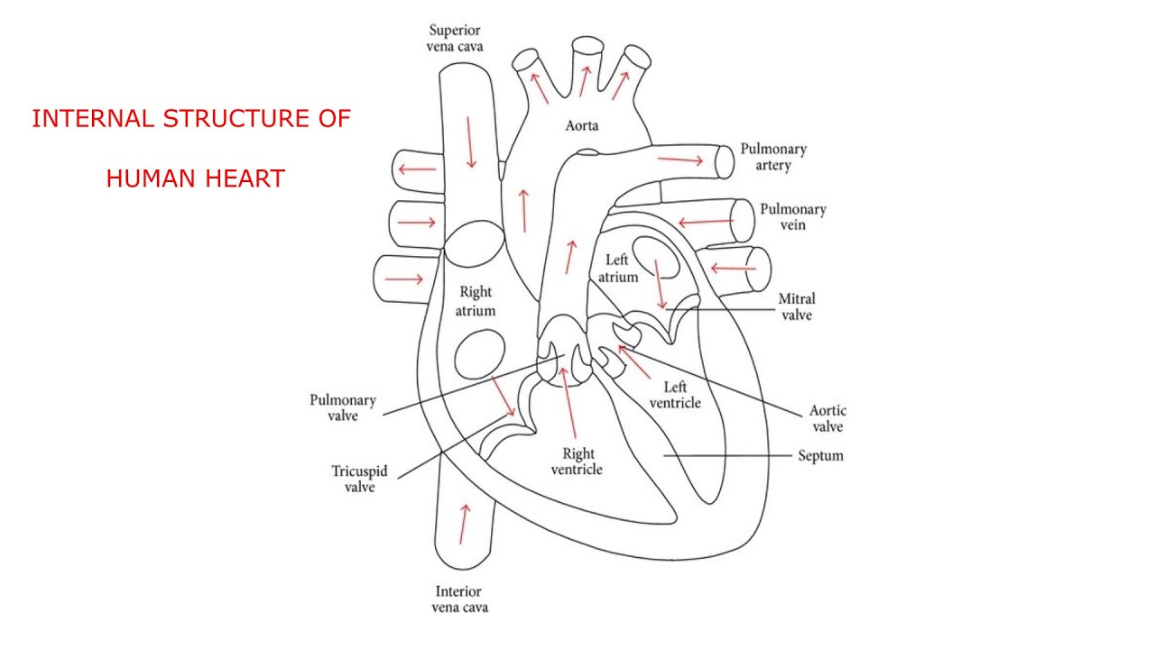 HOW TO DRAW INTERNAL STRUCTURE OF HUMAN HEART - YouTube