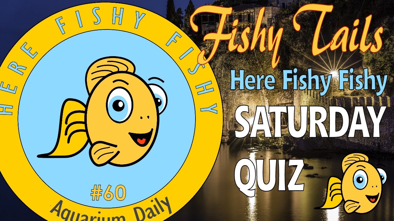Here Fishy Fishy Saturday Fun - They Are Hard - Live Ep60 - YouTube