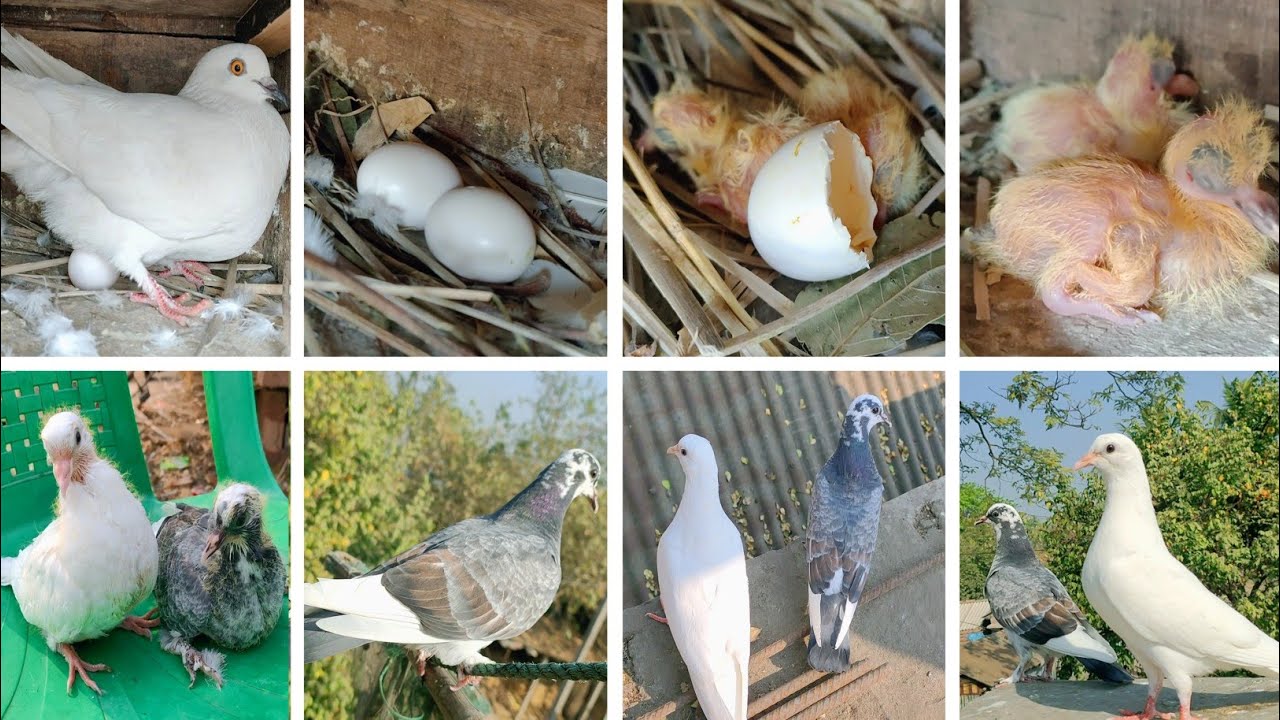 Baby Pigeon Development Growing Video 1 Day To 30 Days || NT Pigeons ...