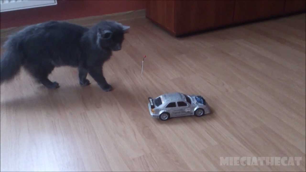 Kot vs Samochód // Cat vs Car - YouTube