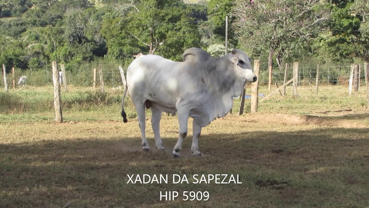XADAN DA SAPEZAL - YouTube
