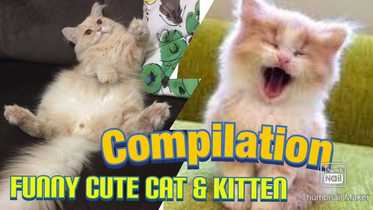 BABY CATS CUTE and FUNNY | FUNNY CUTE CATS & KITTEN | OUR FAMILY CAT ...