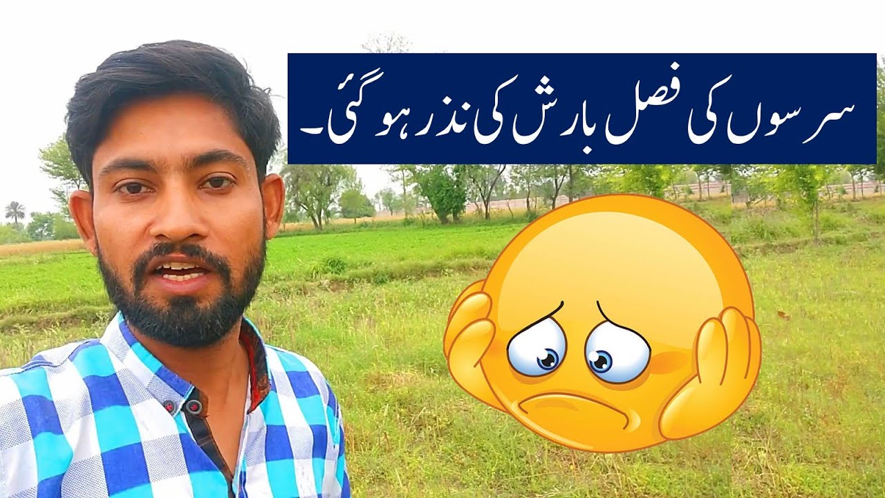 Sarson Ki Fasal Barish Ki Nazar Ho Gai | Mustard Crop Has Been Affected ...
