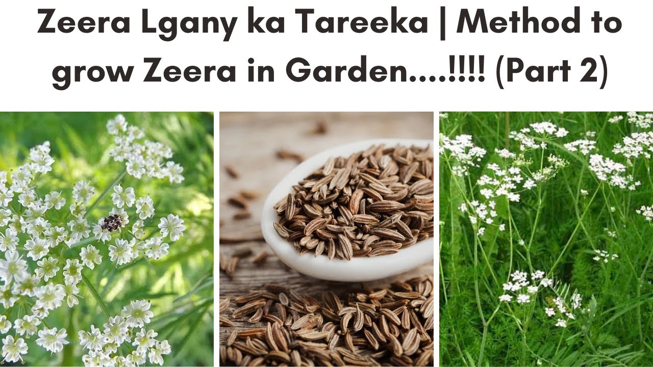 Method to grow Zeera in garden | How to grow Zeera in a big field ...