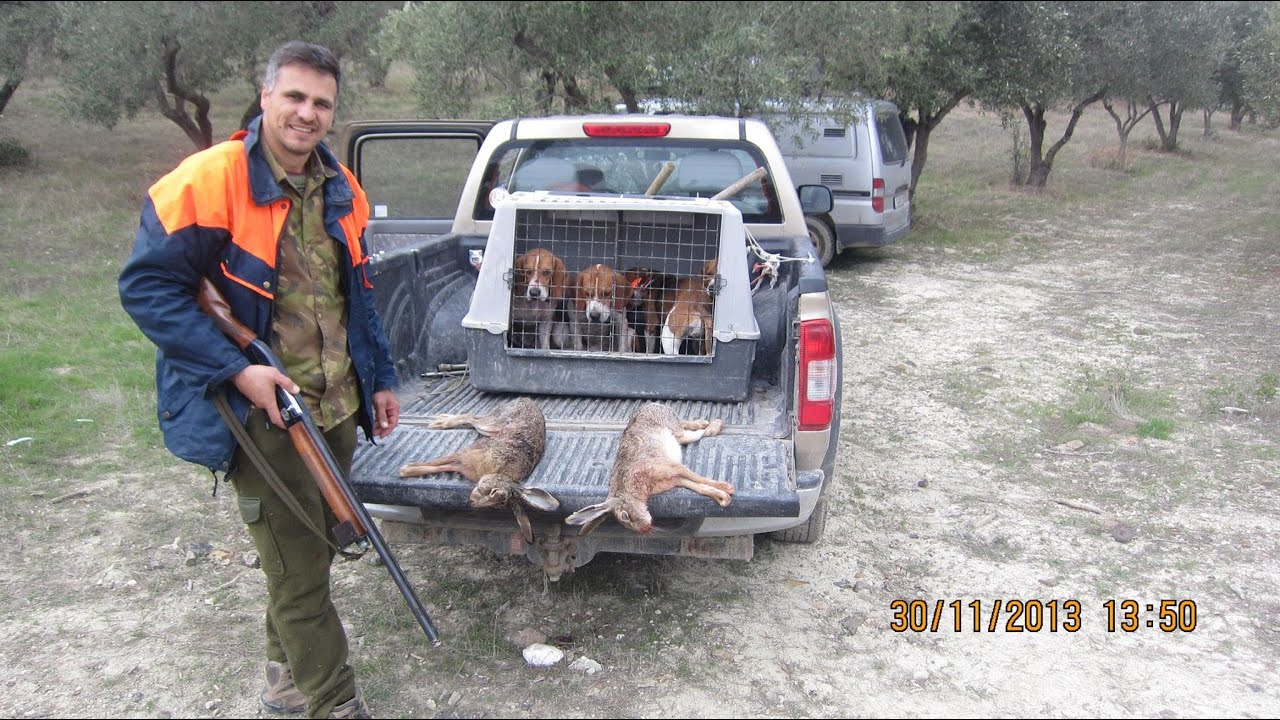 ΚΥΝΗΓΙ ΛΑΓΟΥ ΜΕ BEAGLE...Eπιλεκτηκη εκτροφη beagle tsirkoydis..N 3 ...