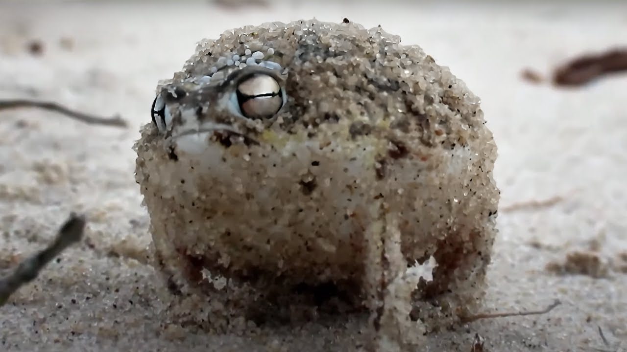 Ferocious Frog - YouTube