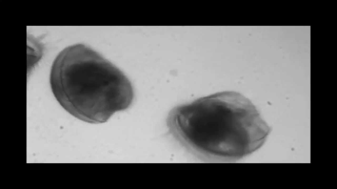 Oyster larvae under BioBus microscopes - YouTube