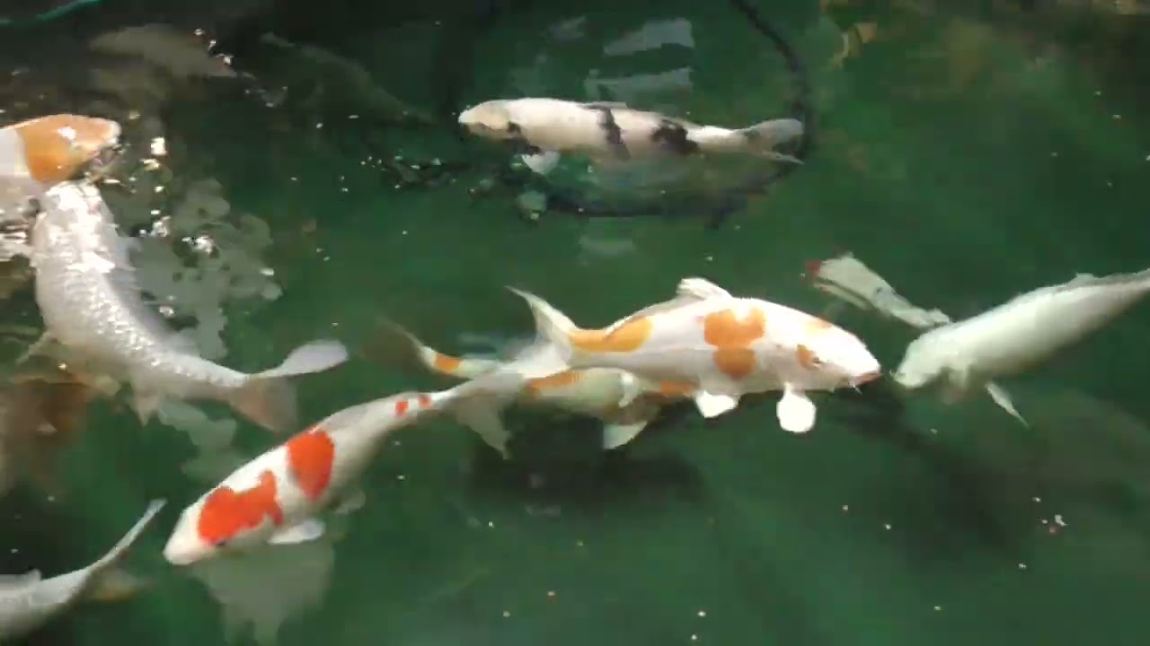 Rainbow Koi, Wiltshire. Video of High Grade Japanese Koi in Pond 2. £ ...