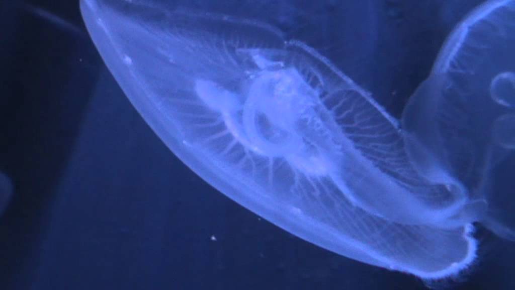 Kwallen, jellyfish - YouTube