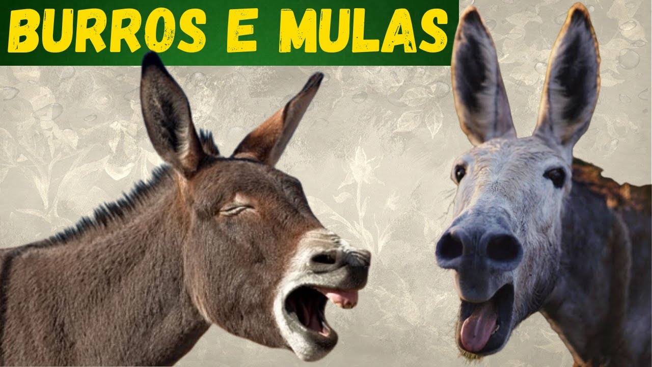 A HISTÓRIA DOS BURROS E MULAS! COMO ELES NASCEM? SÃO IMPORTANTES PARA ...